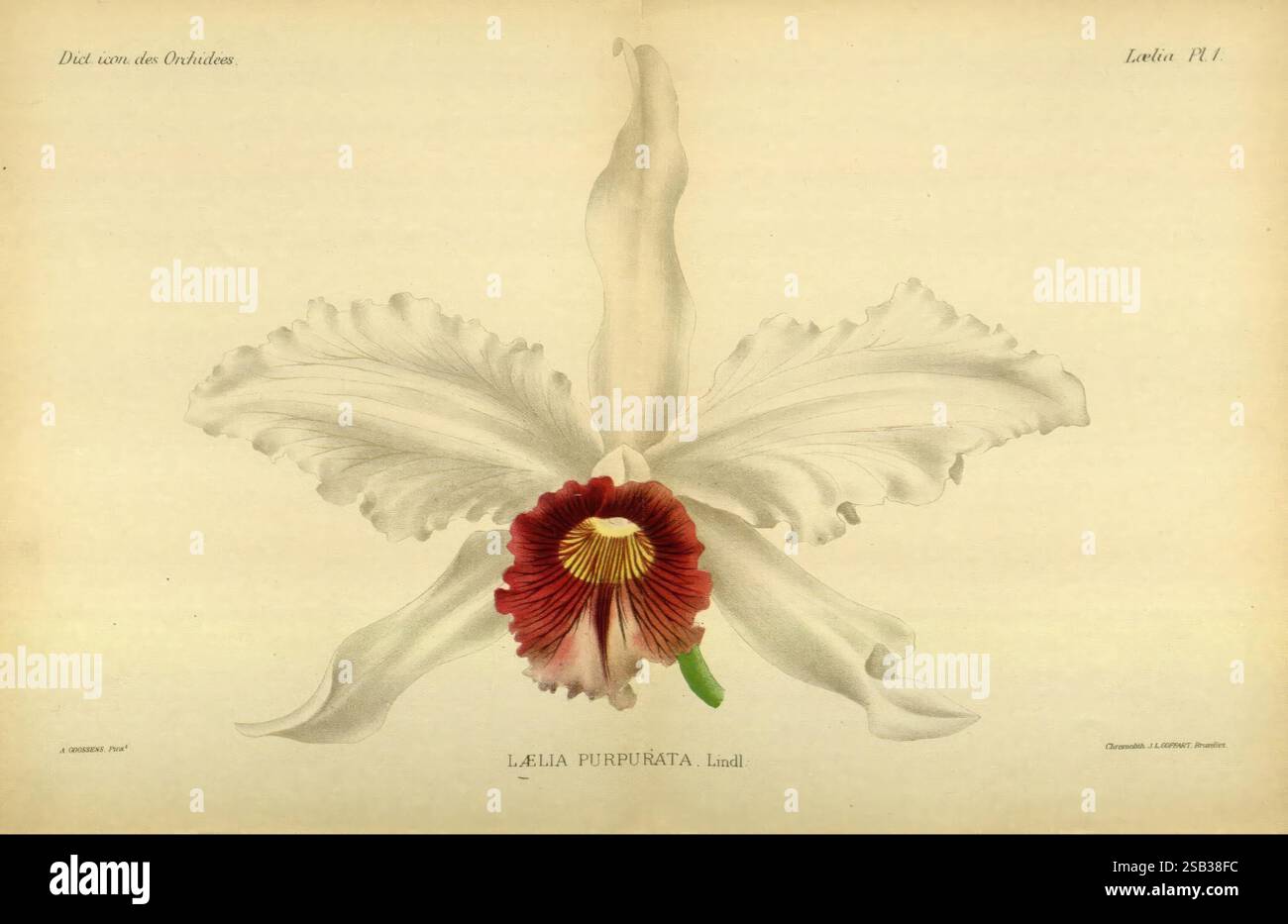 Orchids graceful symmetry hi-res stock photography and images - Alamy