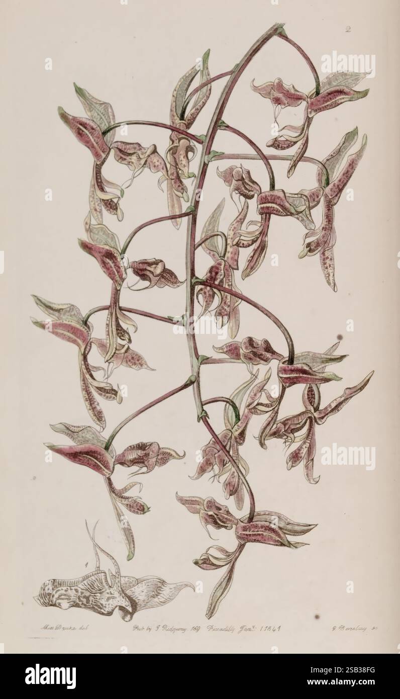 Edwards's Botanical Register, London, James Ridgway, 1829-1847, 1829 ...