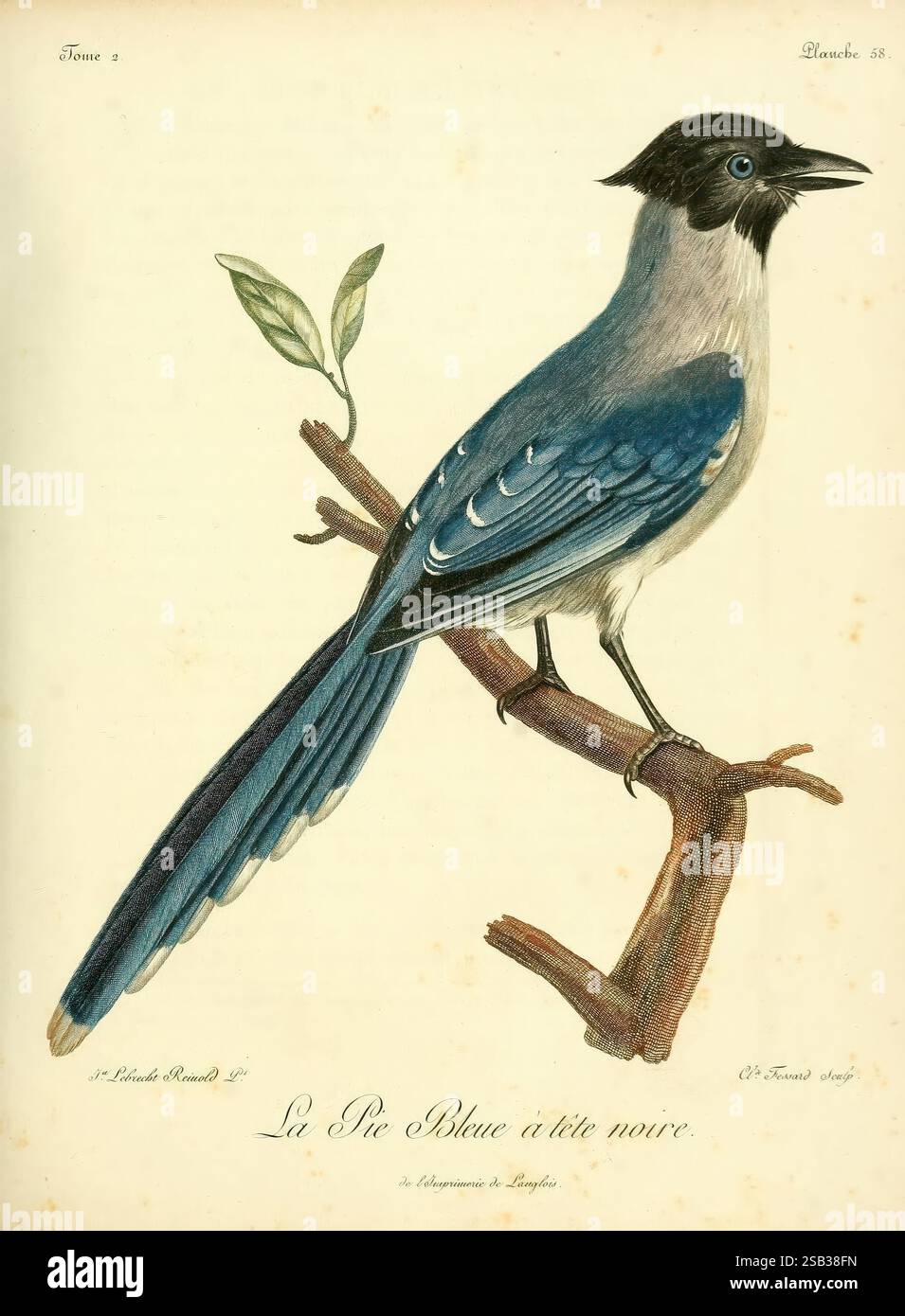 Histoire naturelle des oiseaux d'Afrique, A Paris, Chez J.J. Fuchs ...