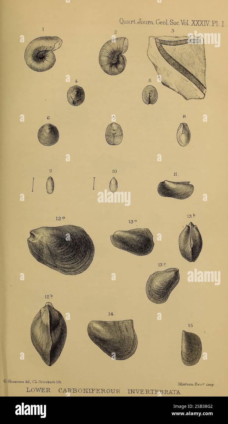 Various fossilized invertebrate species hi-res stock photography and ...
