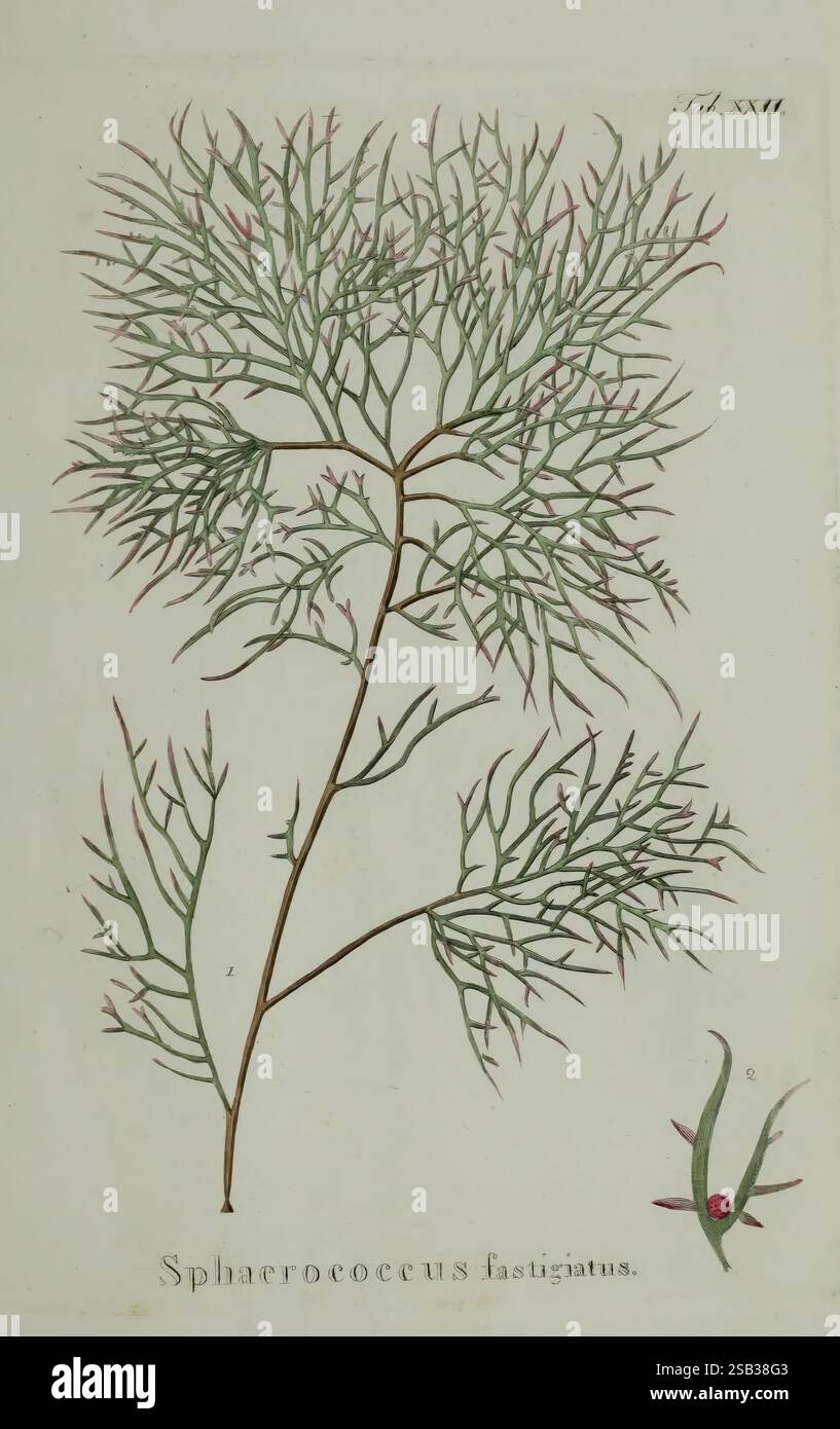 Hydrophytologiae, Regni Neapolitani, icones, Neapoli, Ex Typographia ...