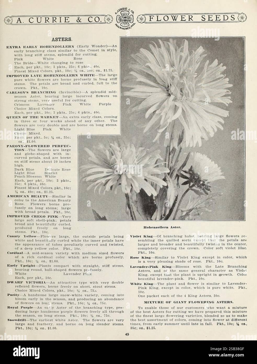 Page highlights different aster varieties hi-res stock photography and ...