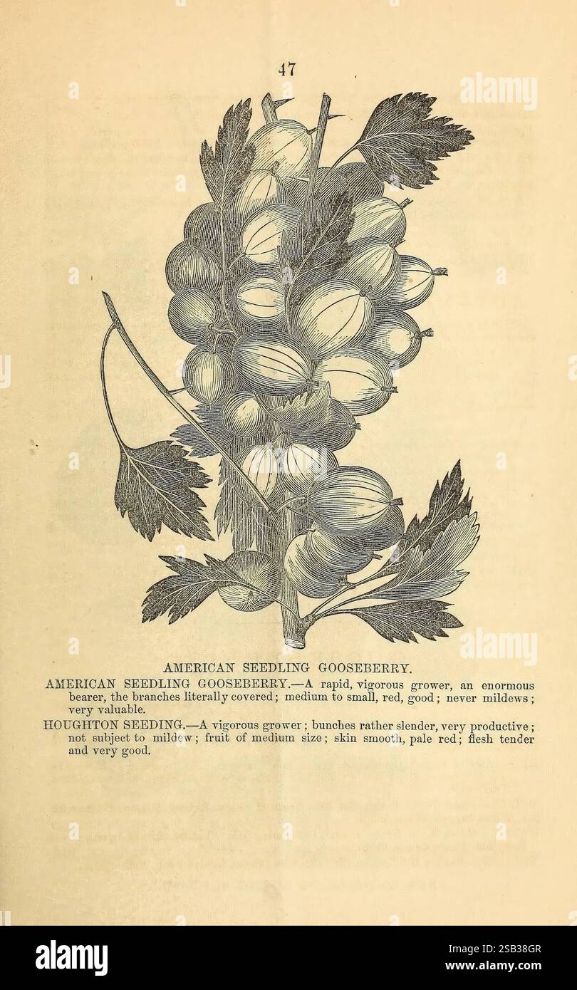 Gooseberrys productivity hi-res stock photography and images - Alamy