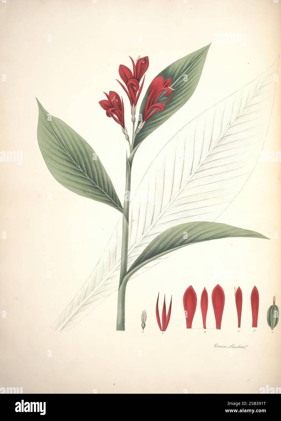 Monandrian plants of the order Scitamineae Liverpool George Smith 1828 ...