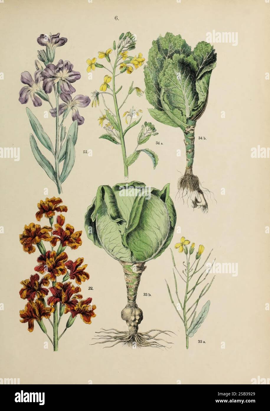 Botanischer bilder-atlas Nach De Candolle's Natürlichem pflanzensystem ...