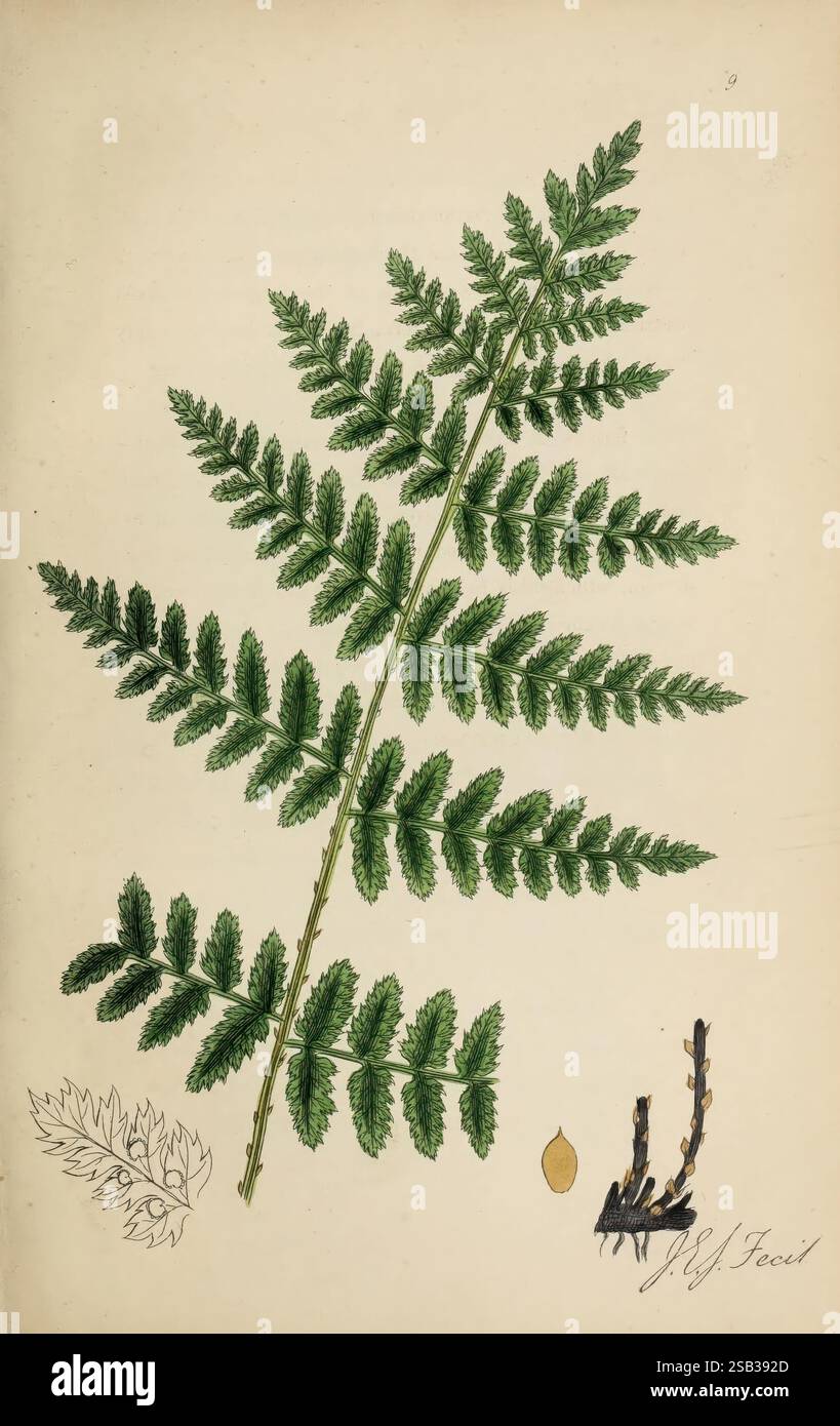 The ferns and fern allies of Wakefield and its neighbourhood, Wakefield ...