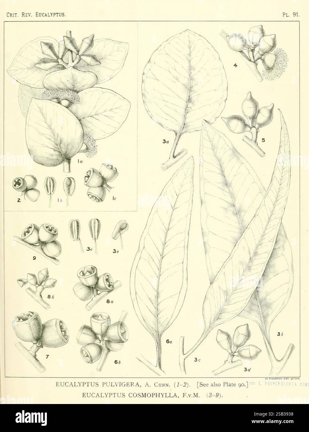 A critical revision of the genus Eucalyptus, Sydney, Gullick, 1903-1933 ...