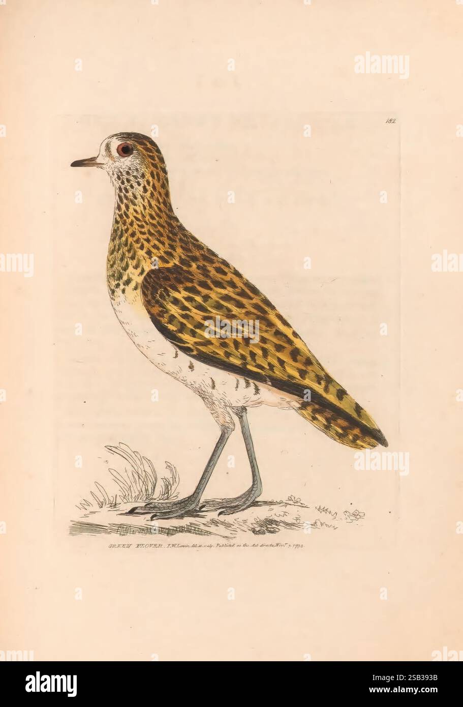 The, birds, of, Great Britain, 1795-1801, museum of comparative zoology ...