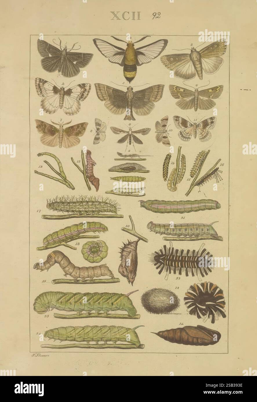 Depictions of different life stages hi-res stock photography and images ...