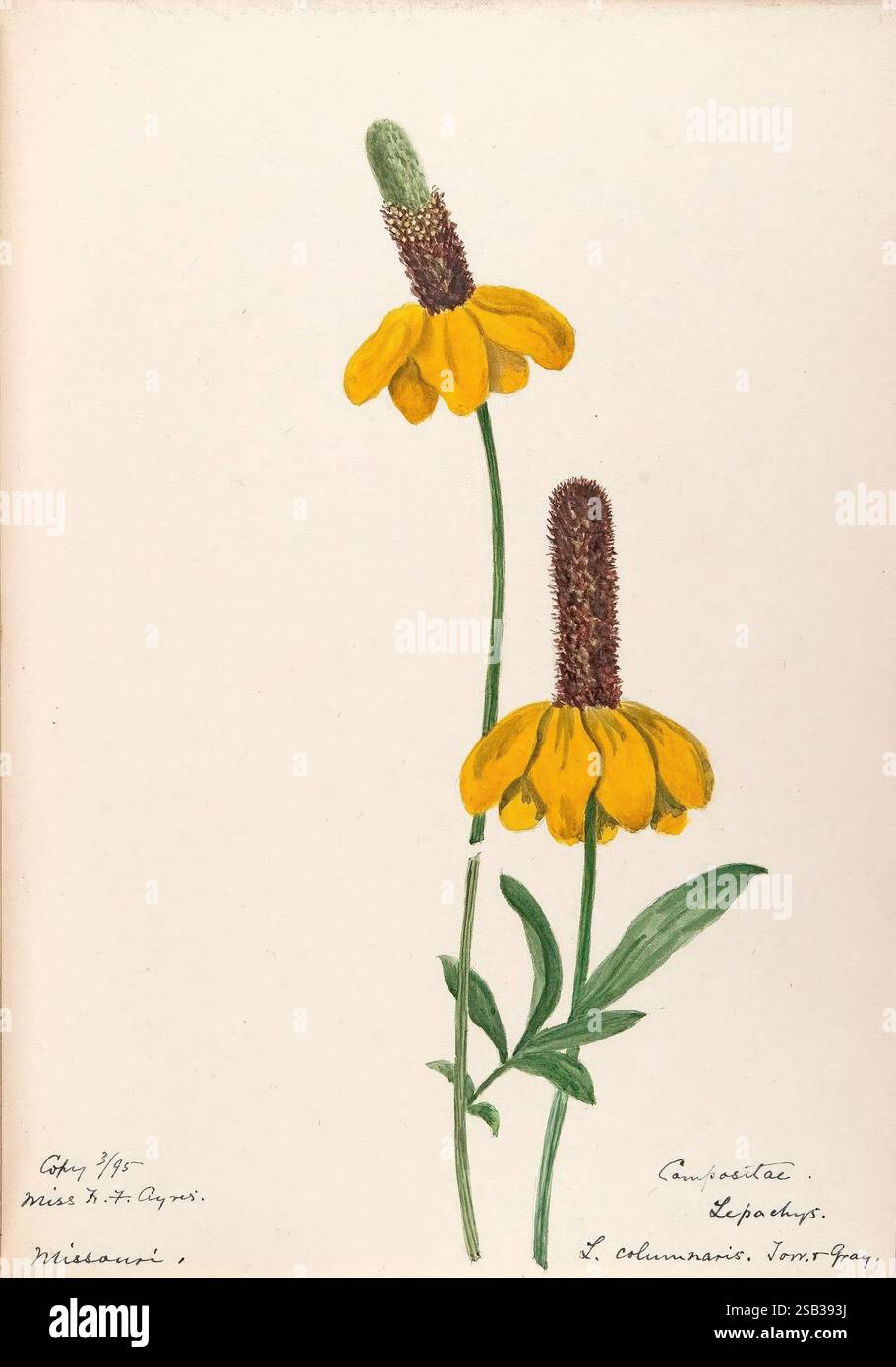 A delicate botanical illustration featuring two vibrant yellow flowers ...