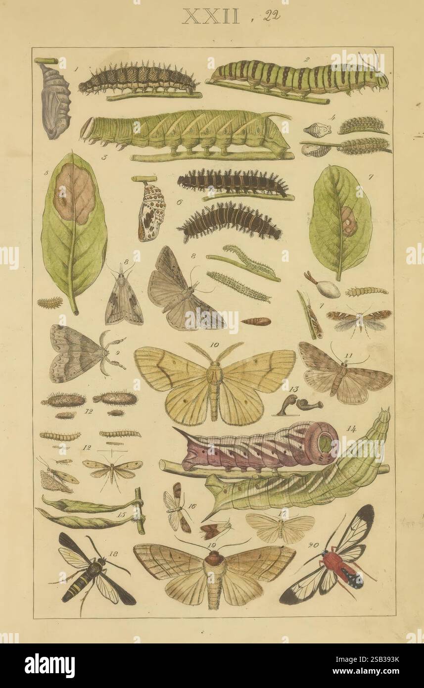 Lepidoptera, manuscript, [between 1873-1883?], lepidoptera, life cycles ...