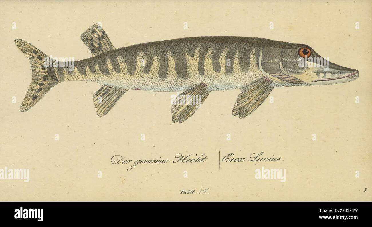 Fauna Boica oder gemeinnützige Naturgeschichte der Thiere Bayerns ...