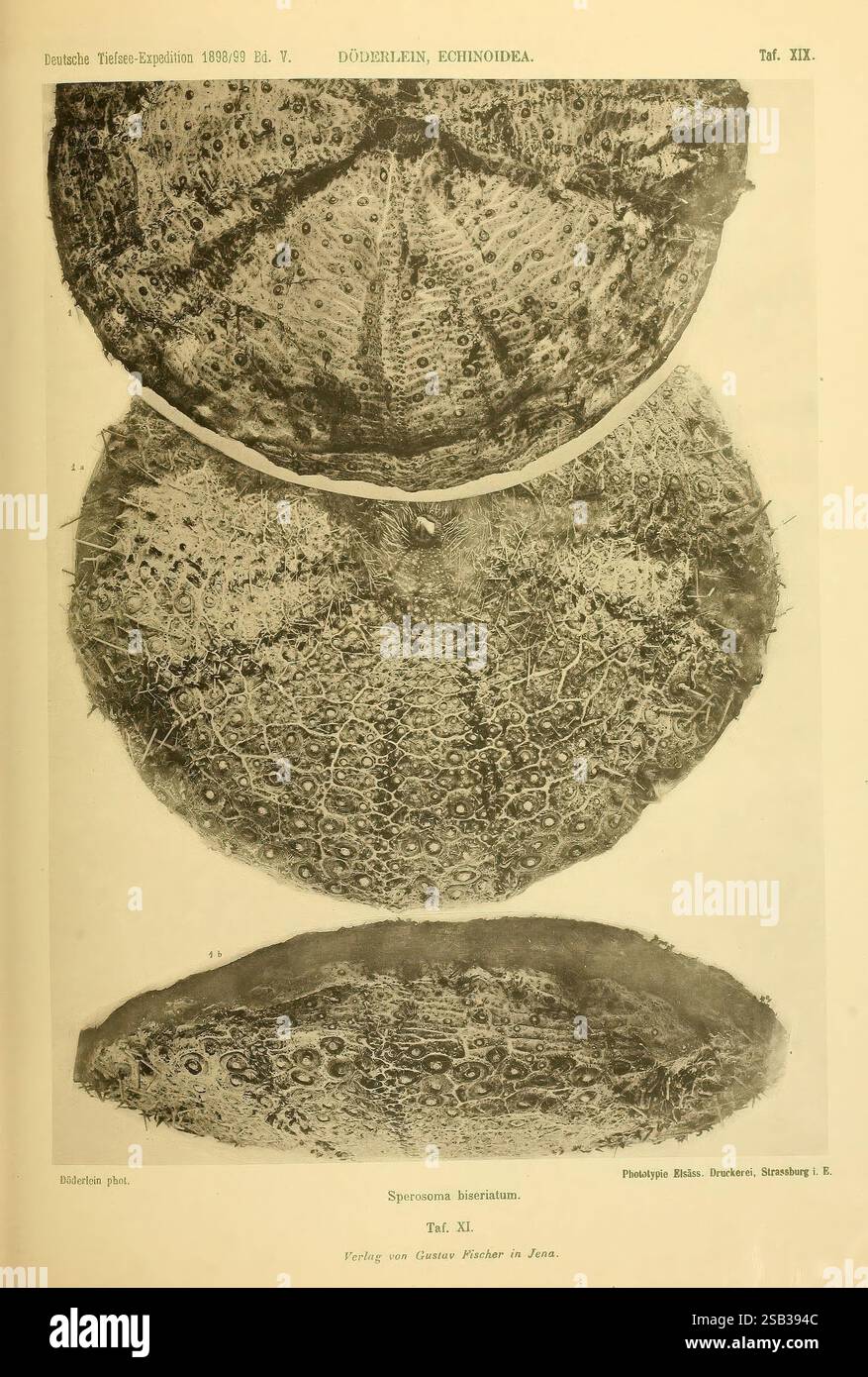Middle shell offers hi-res stock photography and images - Alamy