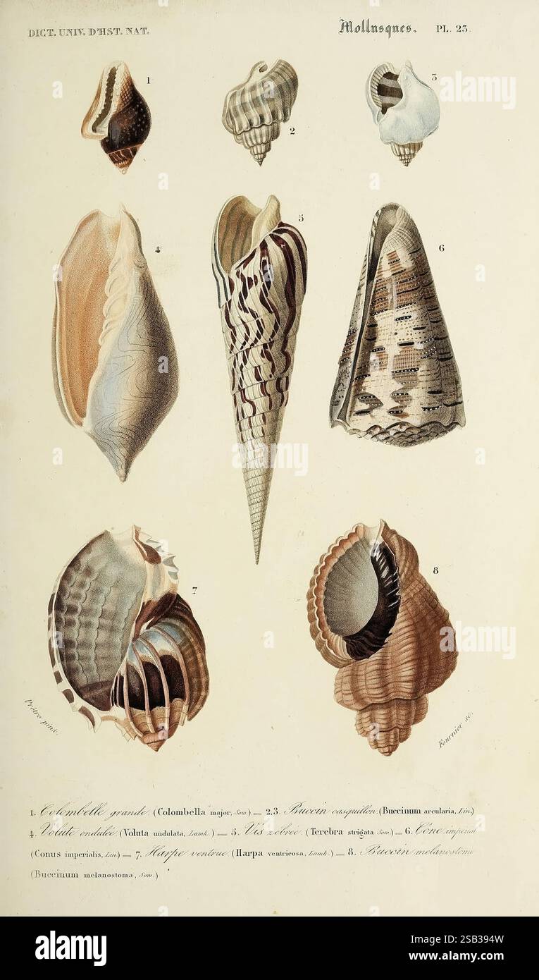 Scientifically rendered seashells hi-res stock photography and images ...