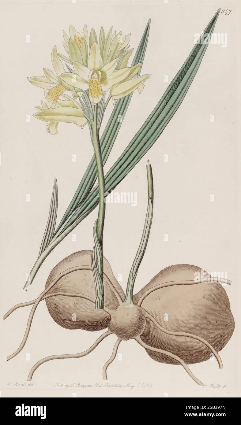 Cluster of knobby roots hi-res stock photography and images - Alamy