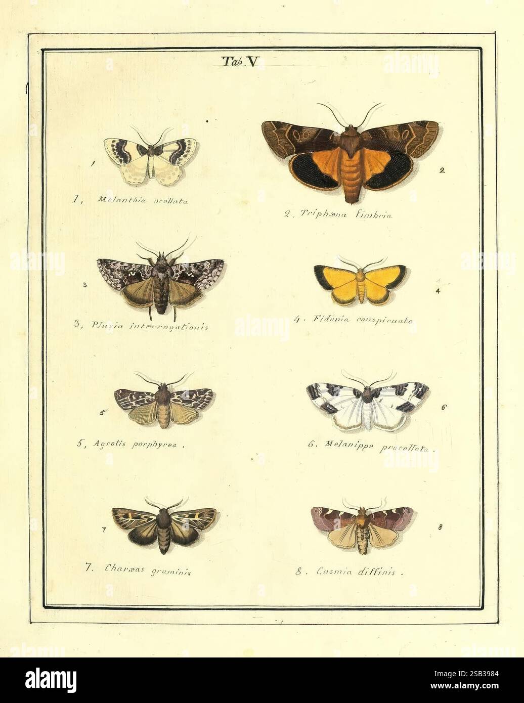 Top row features three species hi-res stock photography and images - Alamy