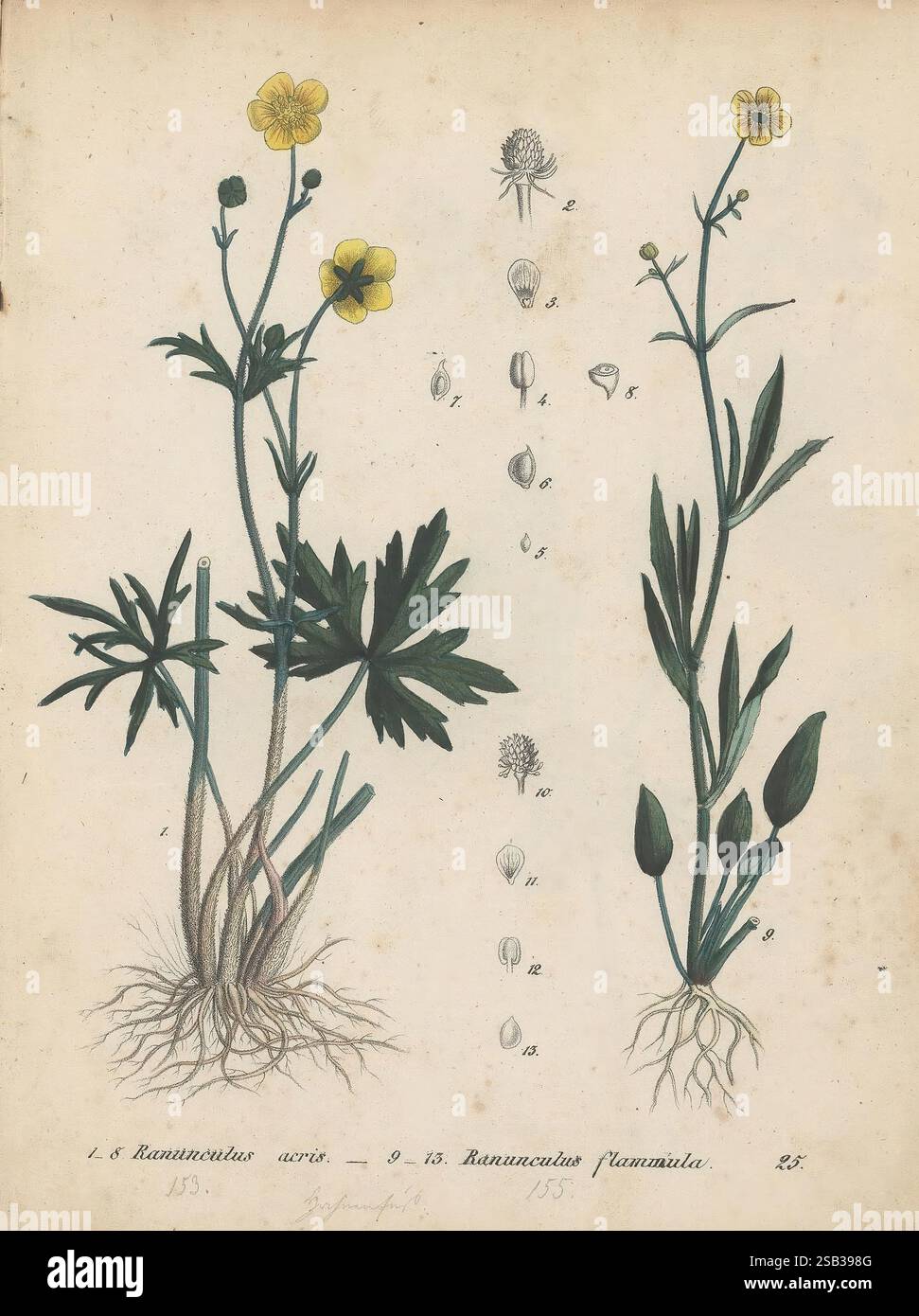 Right side displays ranunculus flammula hi-res stock photography and ...