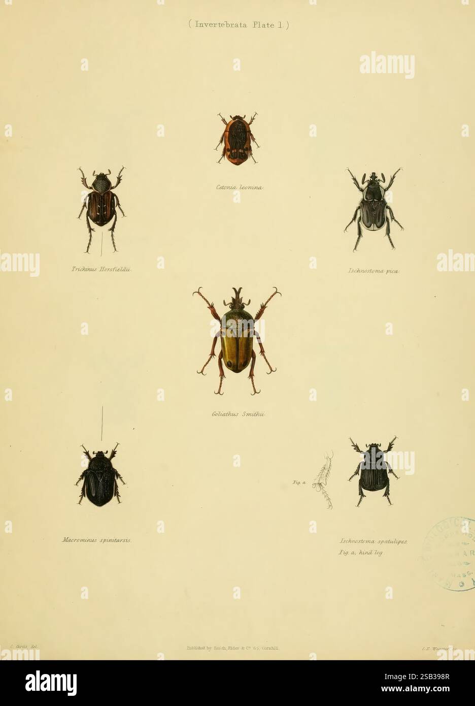 Illustrations of the zoology of South Africa London, Smith, Elder and ...