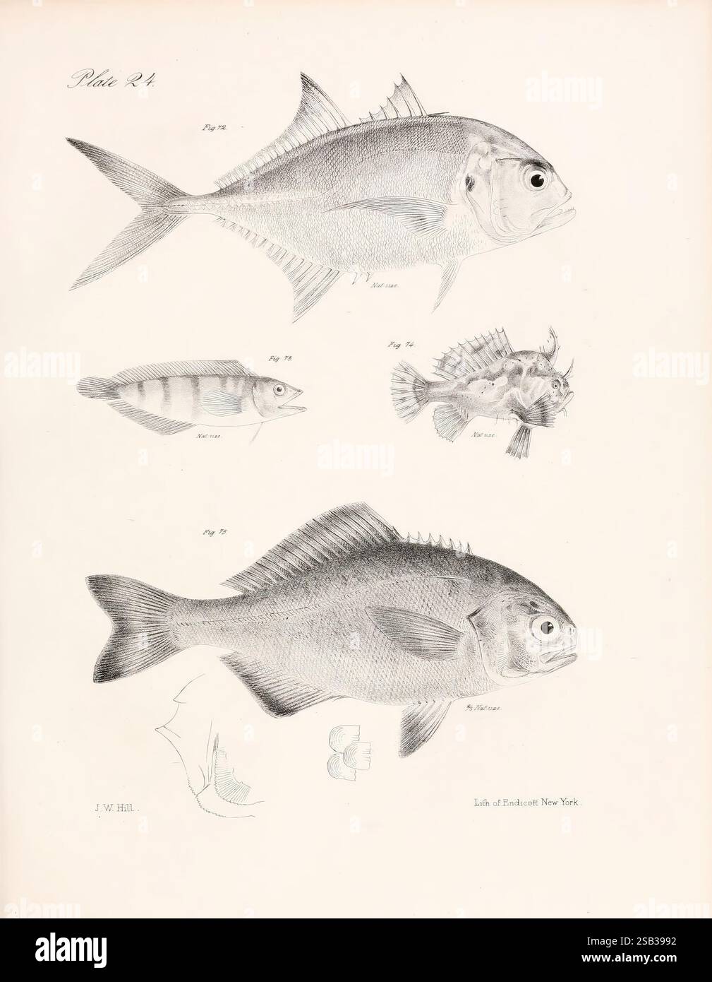 Zoology of New York, Albany, W. & A. White & J. Visscher, 1842-44 ...
