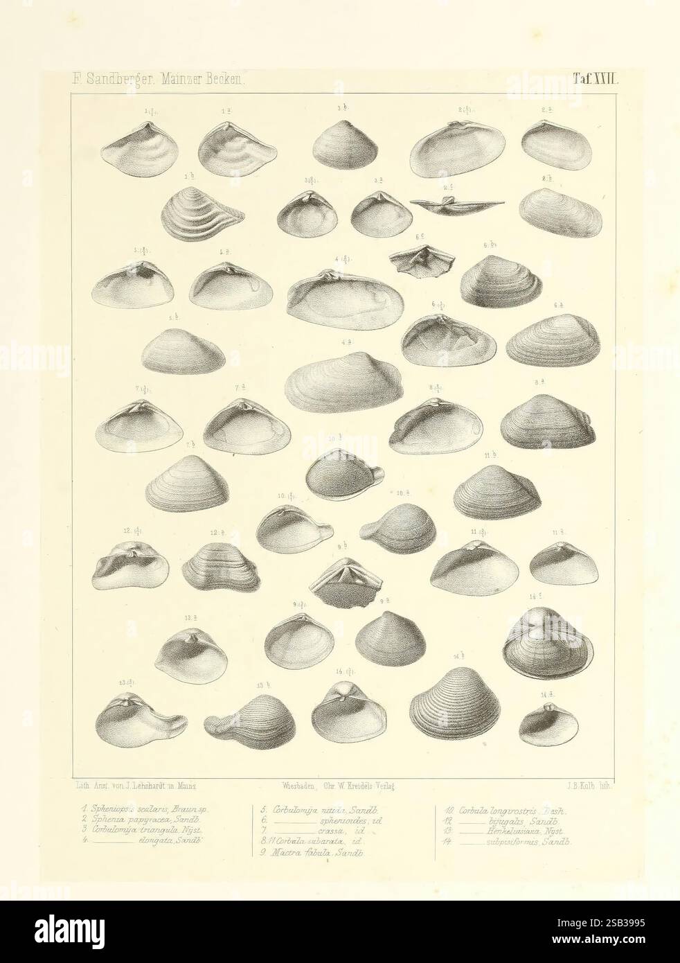 Die, conchylien, des, Mainzer, Tertiärbeckens, Wiesbaden, Kriedel, und ...