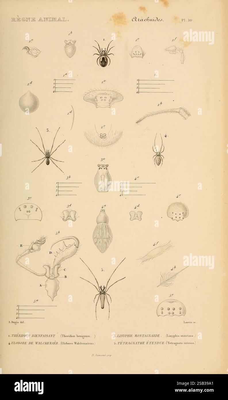 Le règne animal distribué d'après son organisation, Paris, 1836-1849 ...