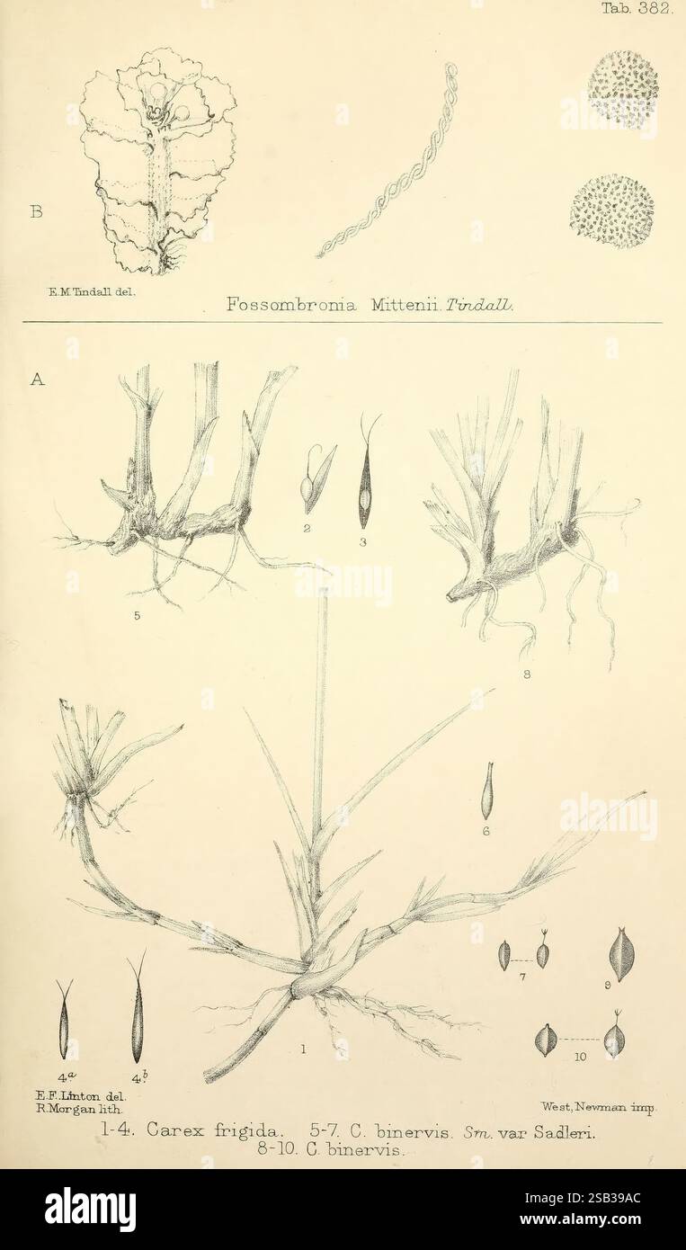 Journal of botany, British and foreign. London, Robert Hardwicke, 1863 ...
