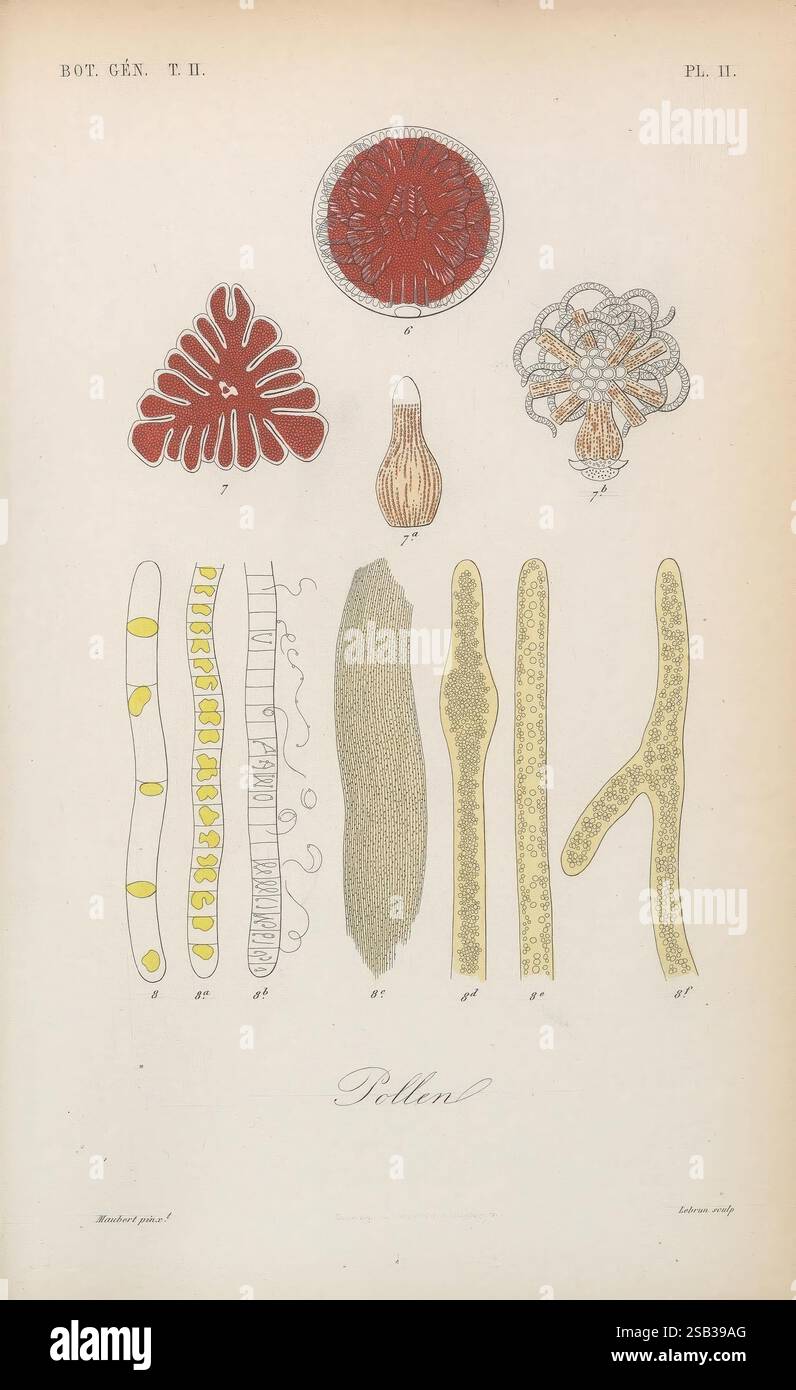 Traité de botanique générale, Paris, botany, pictorial works, plants ...