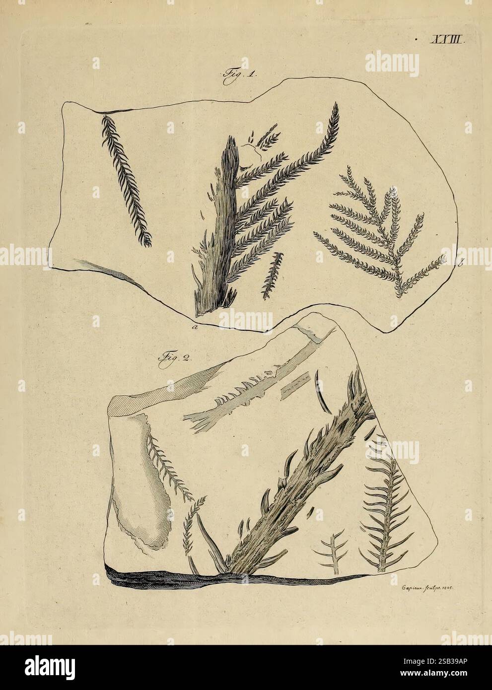 Fossils represent different species hi-res stock photography and images ...
