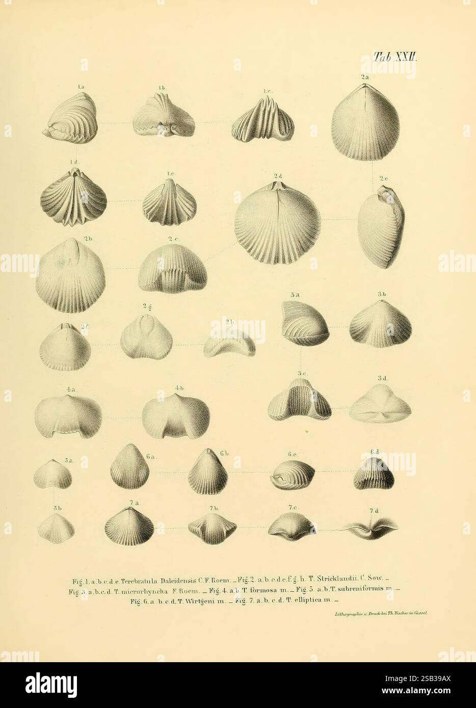 Variations in shell morphology hi-res stock photography and images - Alamy