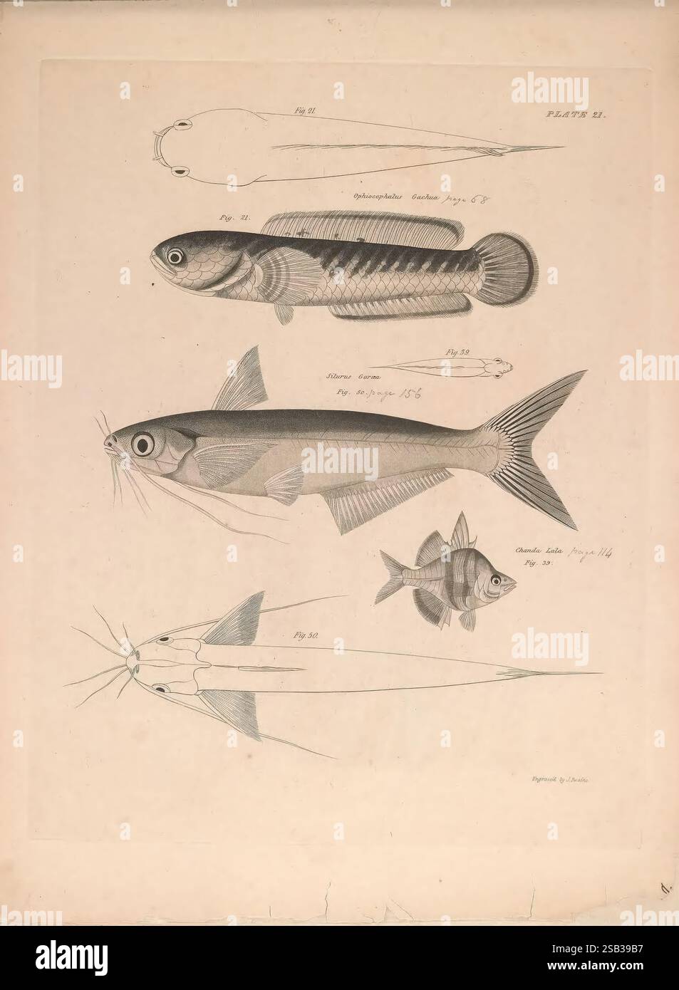 An account of the fishes found in the river Ganges and its branches ...