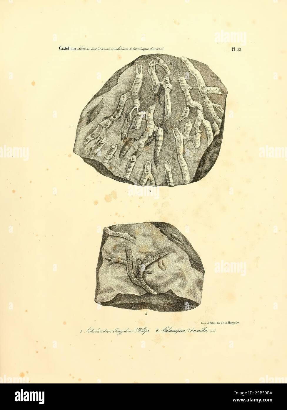 Essai sur le système silurien de l'Amérique septentrionale, Paris, P ...