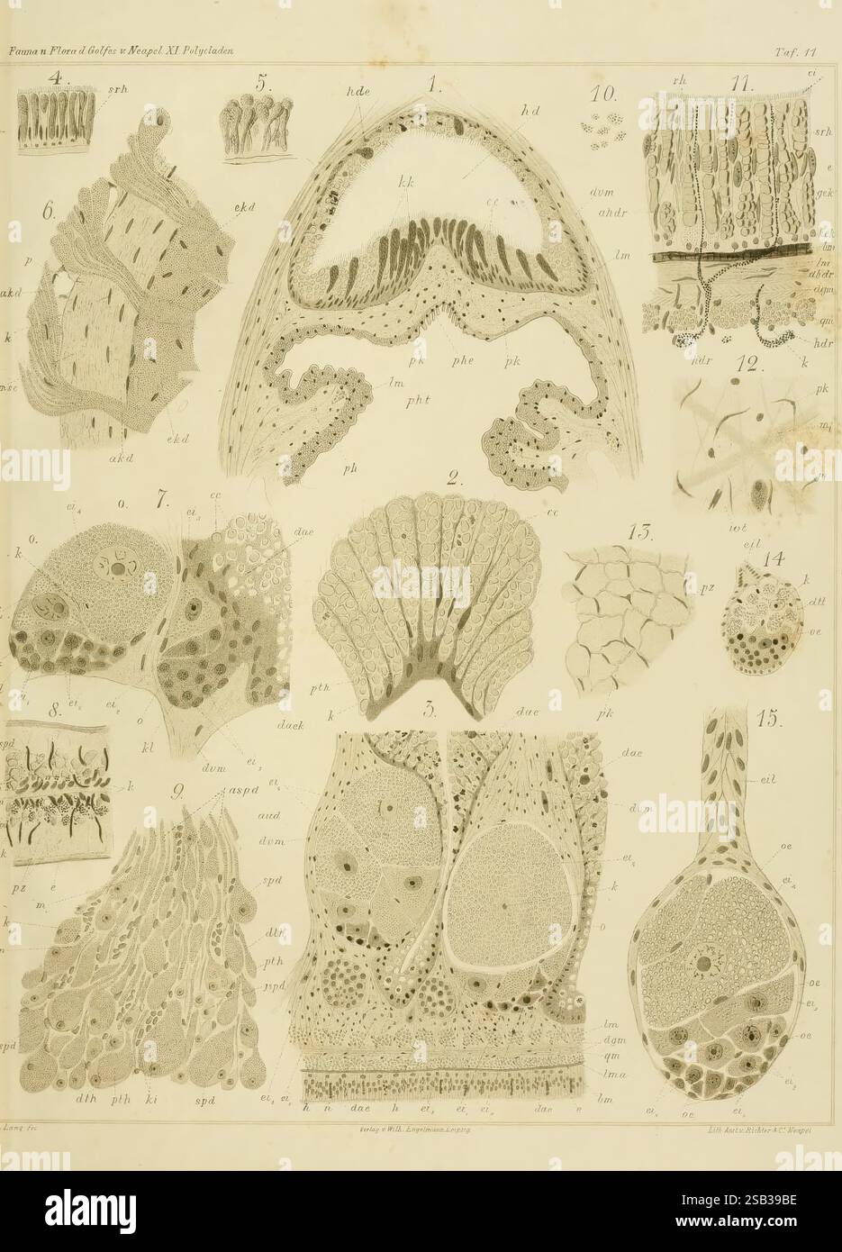 Labeled section highlights different cellular forms hi-res stock ...