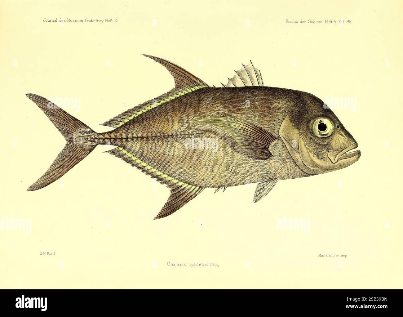 Andrew Garrett's Fische der Südsee, Hamburg, L. Friederichsen & Co ...