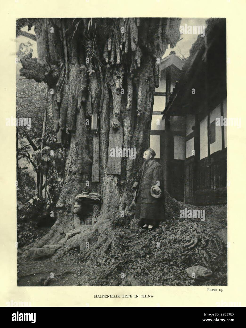 Expansive trunk thick hi-res stock photography and images - Alamy