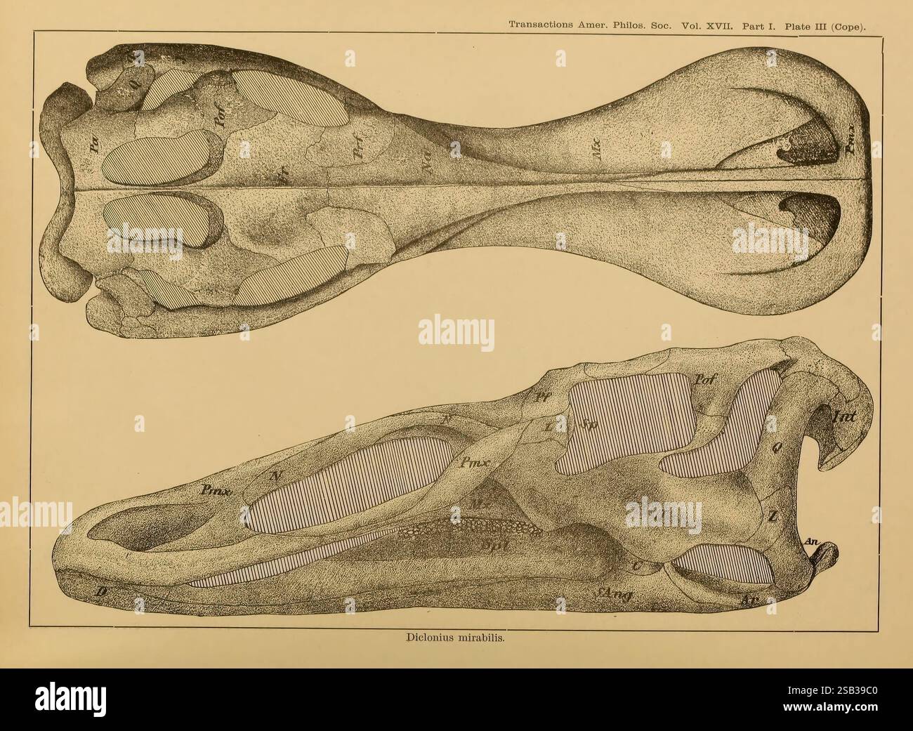 Specific anatomical terminology hi-res stock photography and images - Alamy