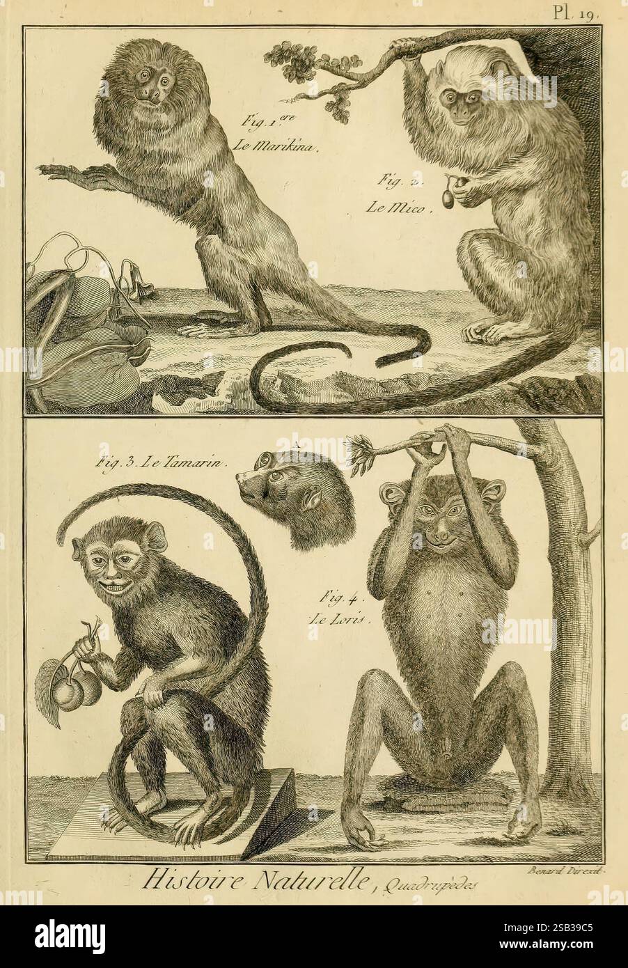 Bottom section depicts three additional primates hi-res stock ...