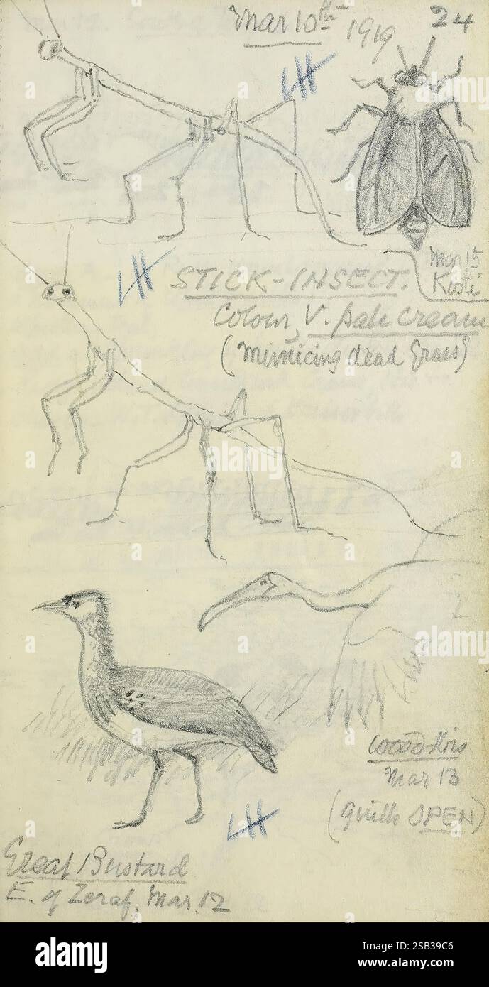 Detailed sketches of various insects hi-res stock photography and ...