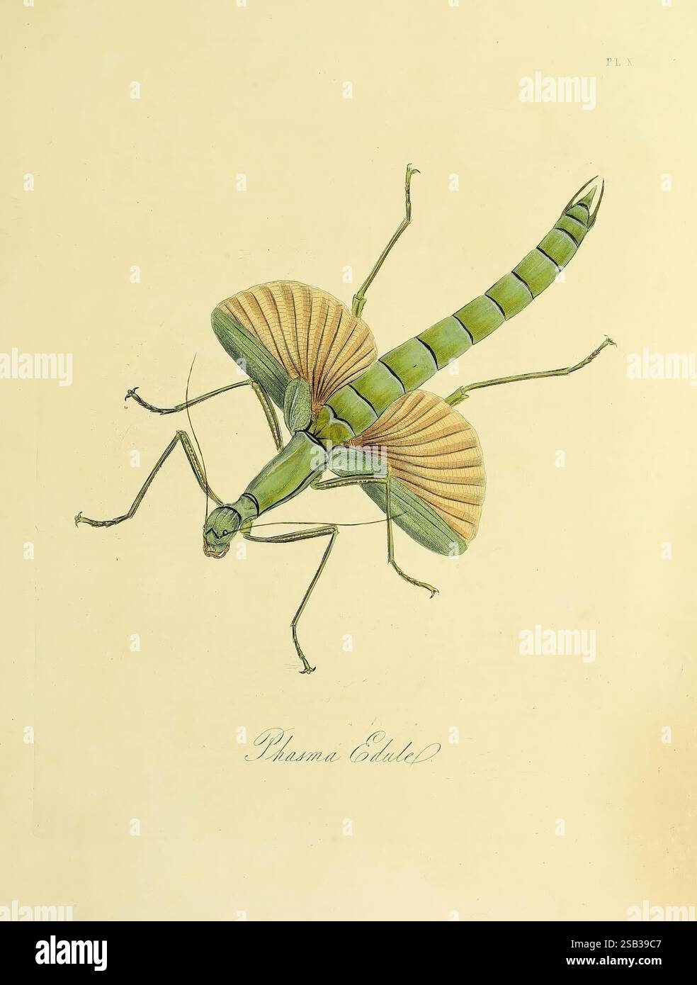 Natural History of the Insects of India, 1842. India, Insects ...