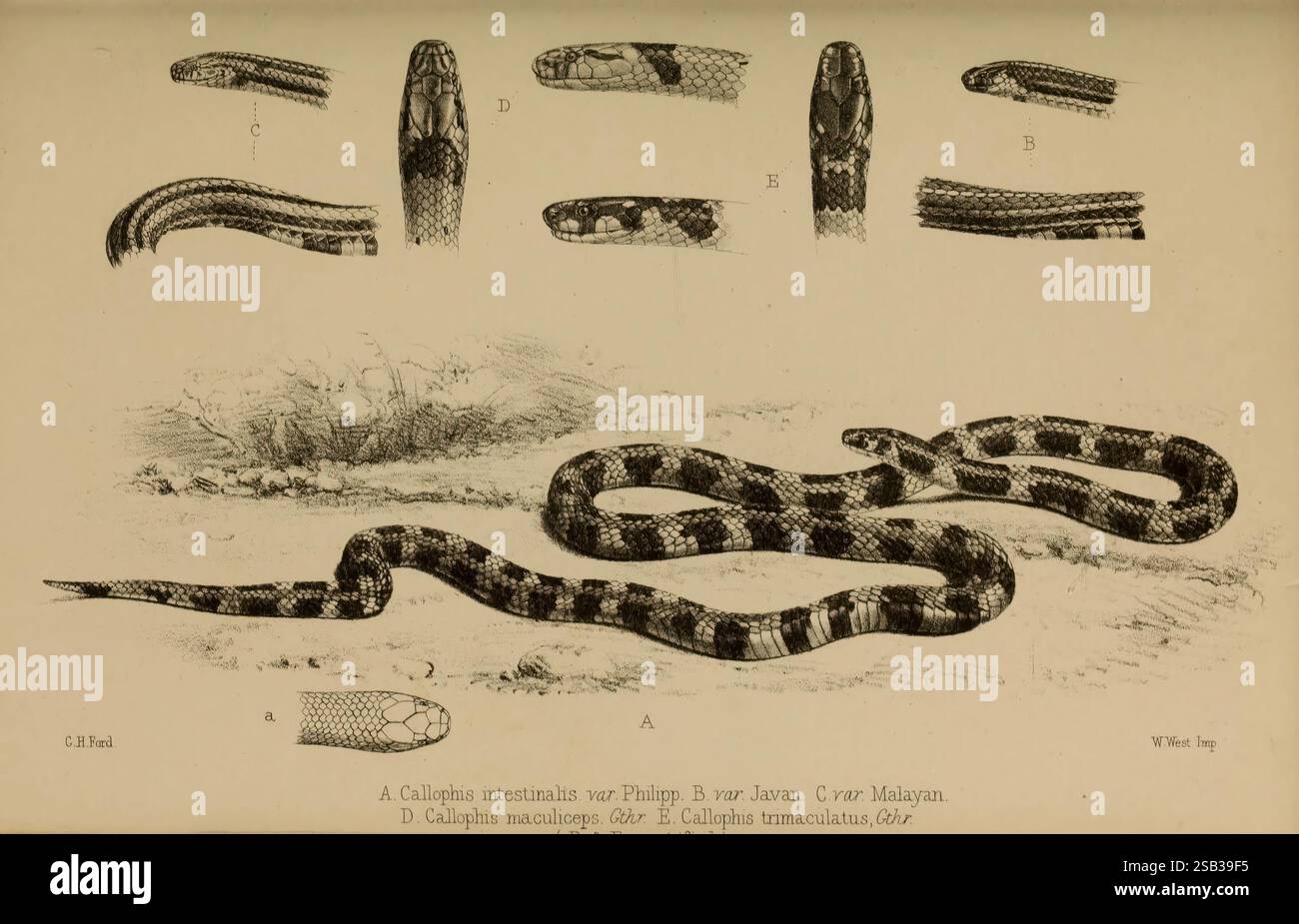 Snakes showcase hi-res stock photography and images - Alamy