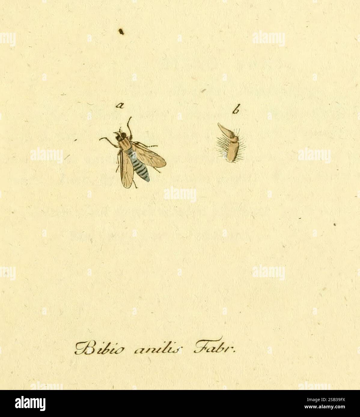 Fauna Germanica, Diptera Nuremberg, s.n, between 1793 and 1805, Diptera ...