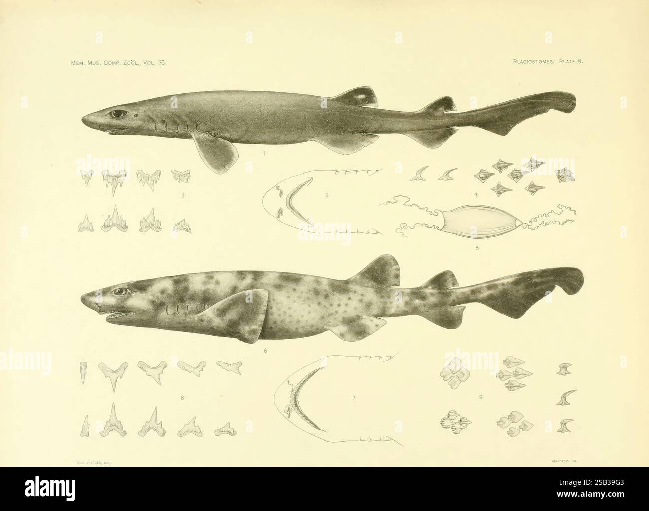 Lower shark features hi-res stock photography and images - Alamy