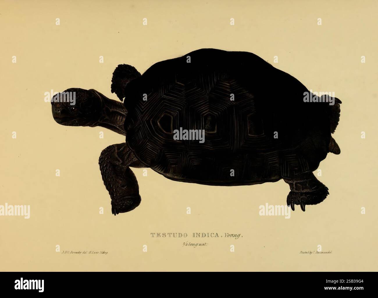 Creatures robust anatomy hi-res stock photography and images - Alamy