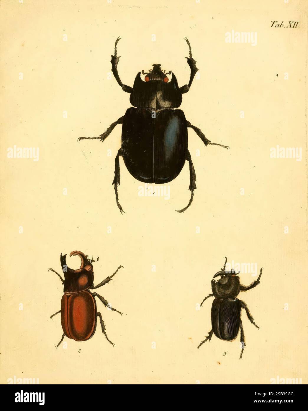 Features three distinct beetle species hi-res stock photography and ...
