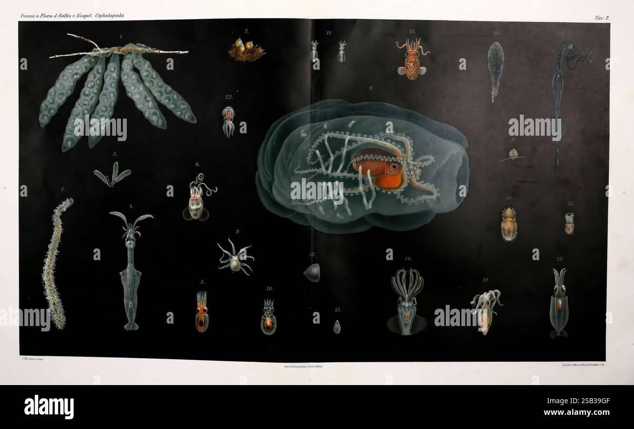 Pelágico pelágico hi-res stock photography and images - Alamy