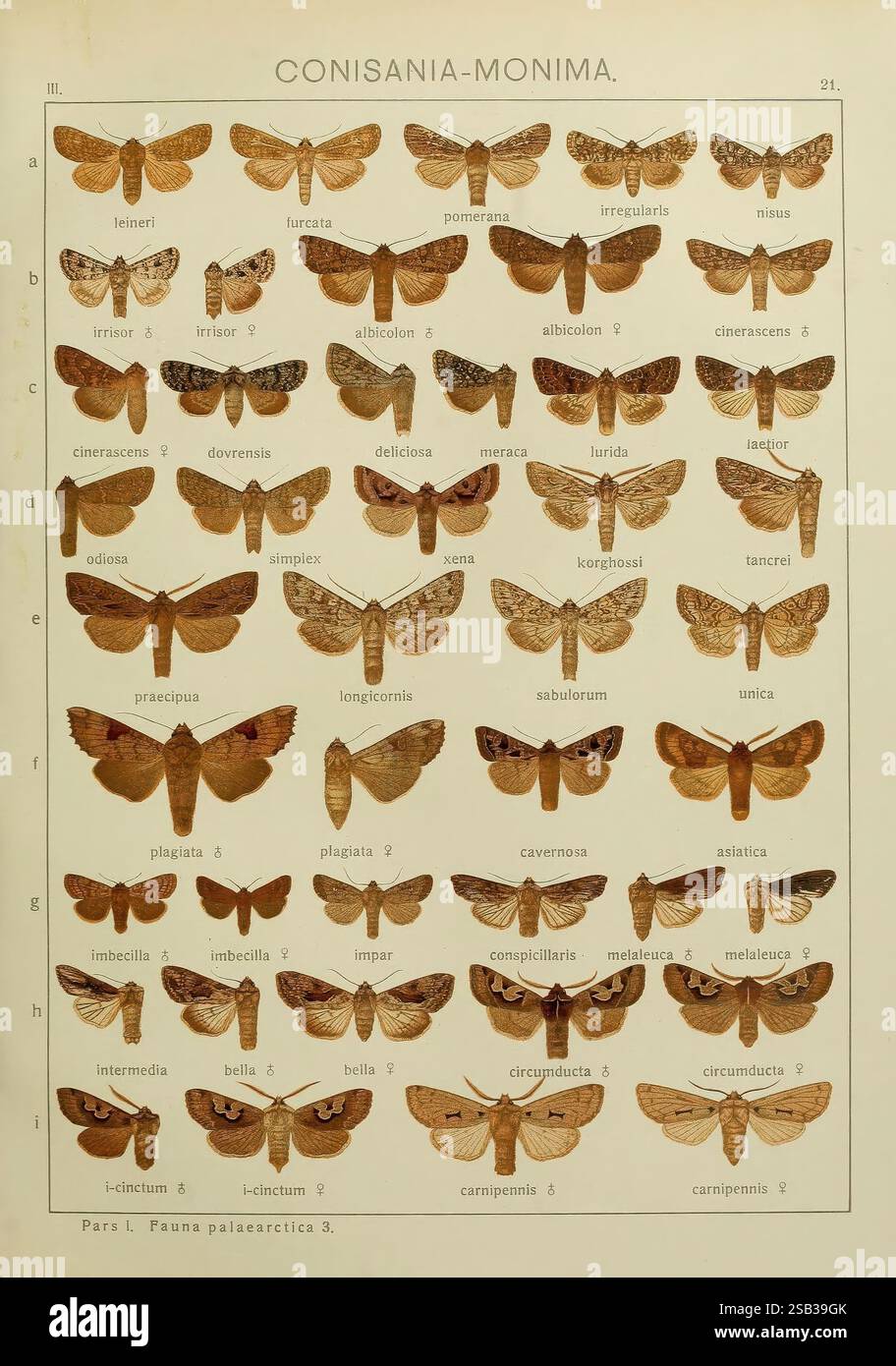 The Macrolepidoptera of the world. v.3. plates Stuttgart, Seitz'schen ...