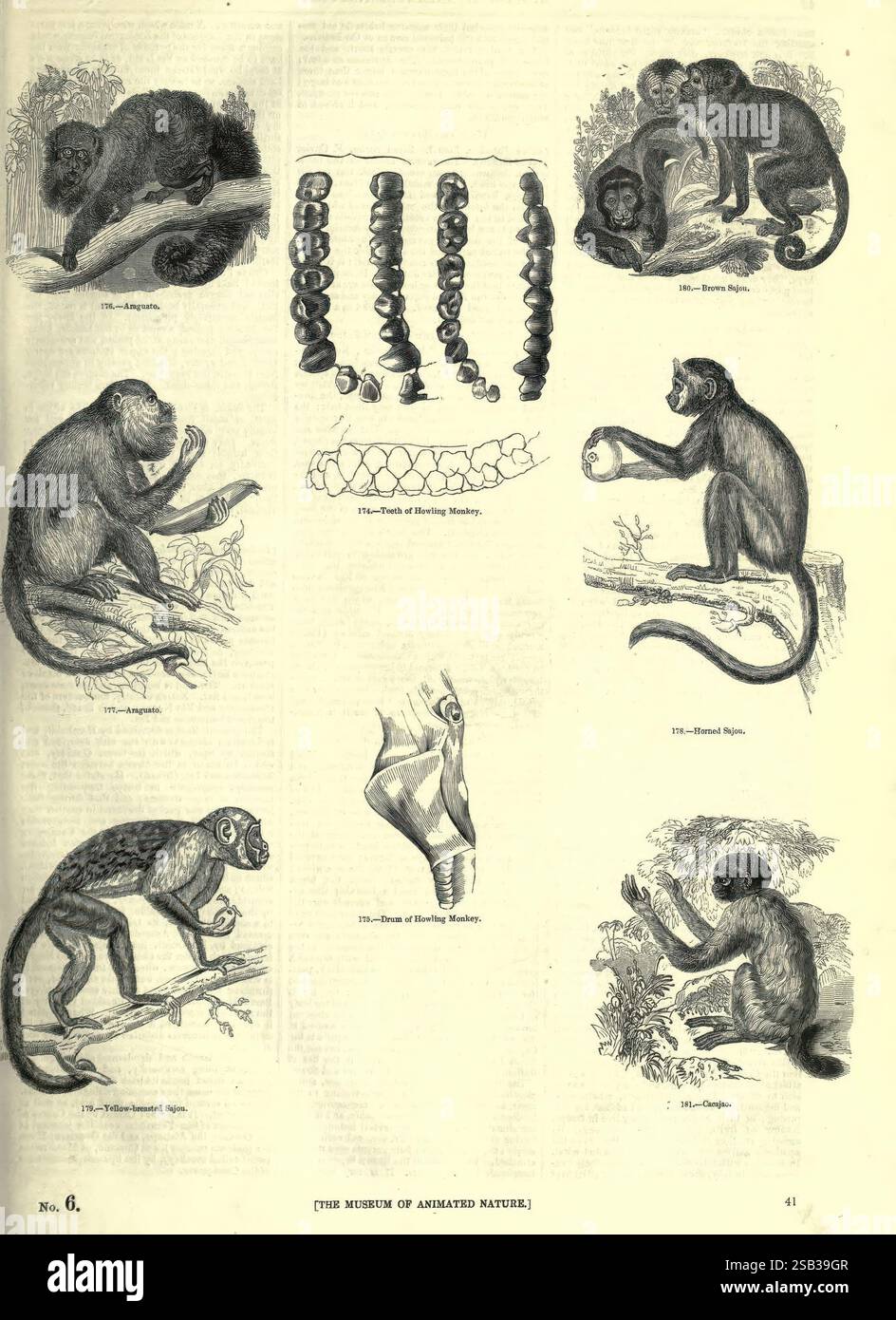 The Pictorial Museum of Animated Nature, v.1. London, C. Cox, [1844 ...