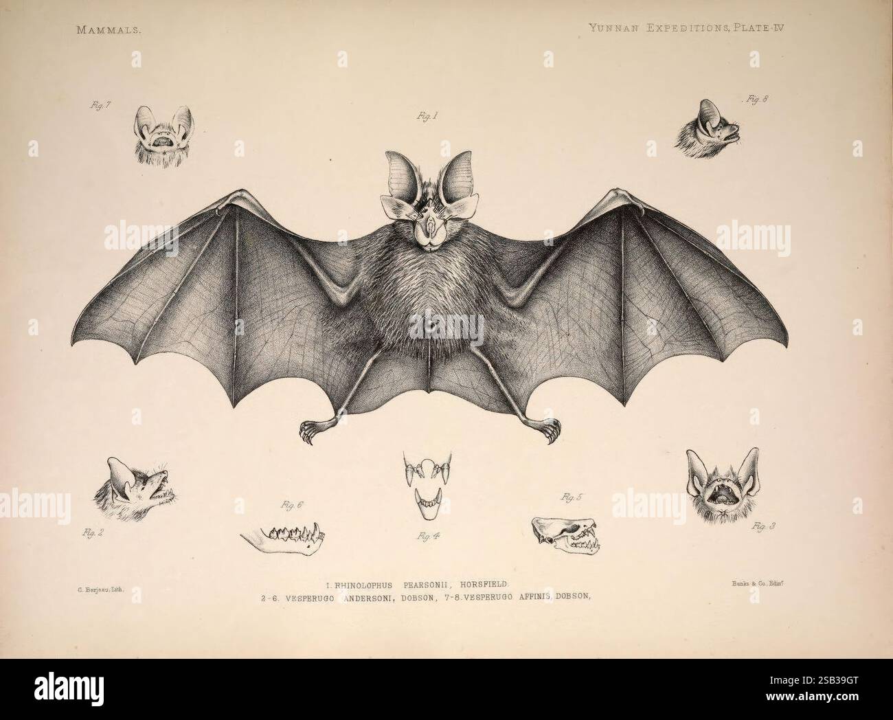 Anatomical and zoological researches v.2. 1878, China, zoology, Yunnan ...