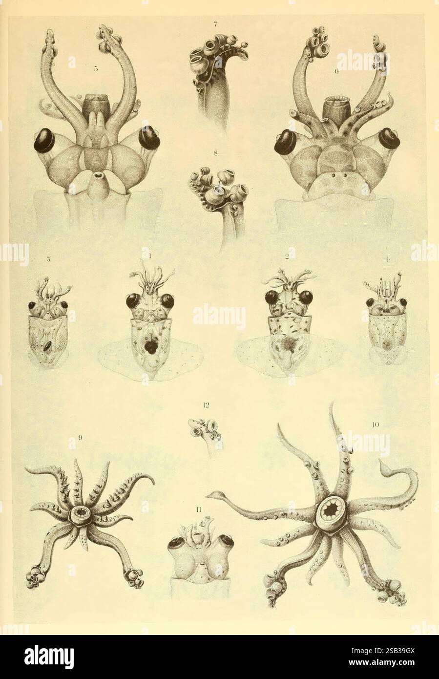 Labeled segment systematically highlights different aspects hi-res ...