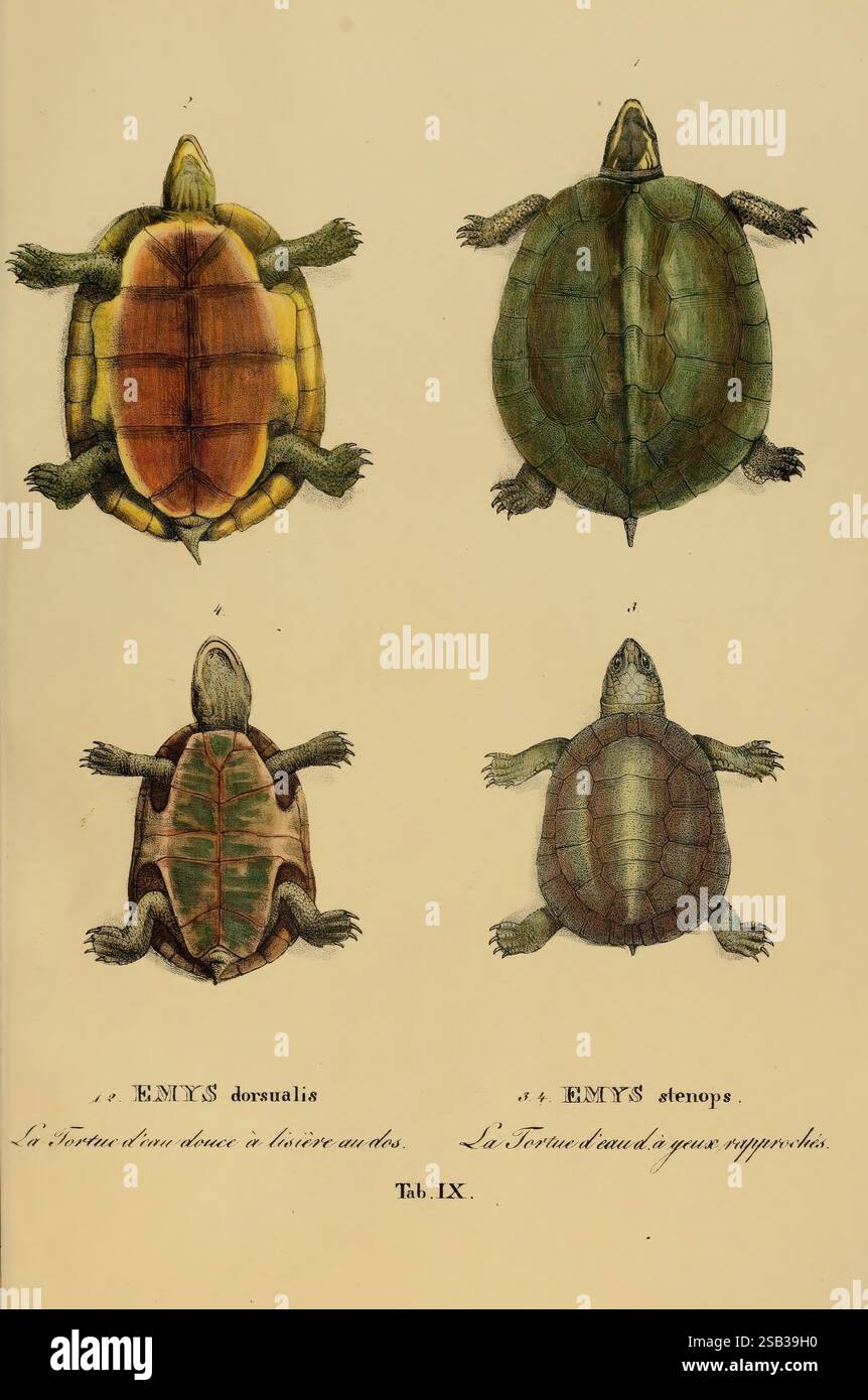 Red sided necked turtle hi-res stock photography and images - Alamy