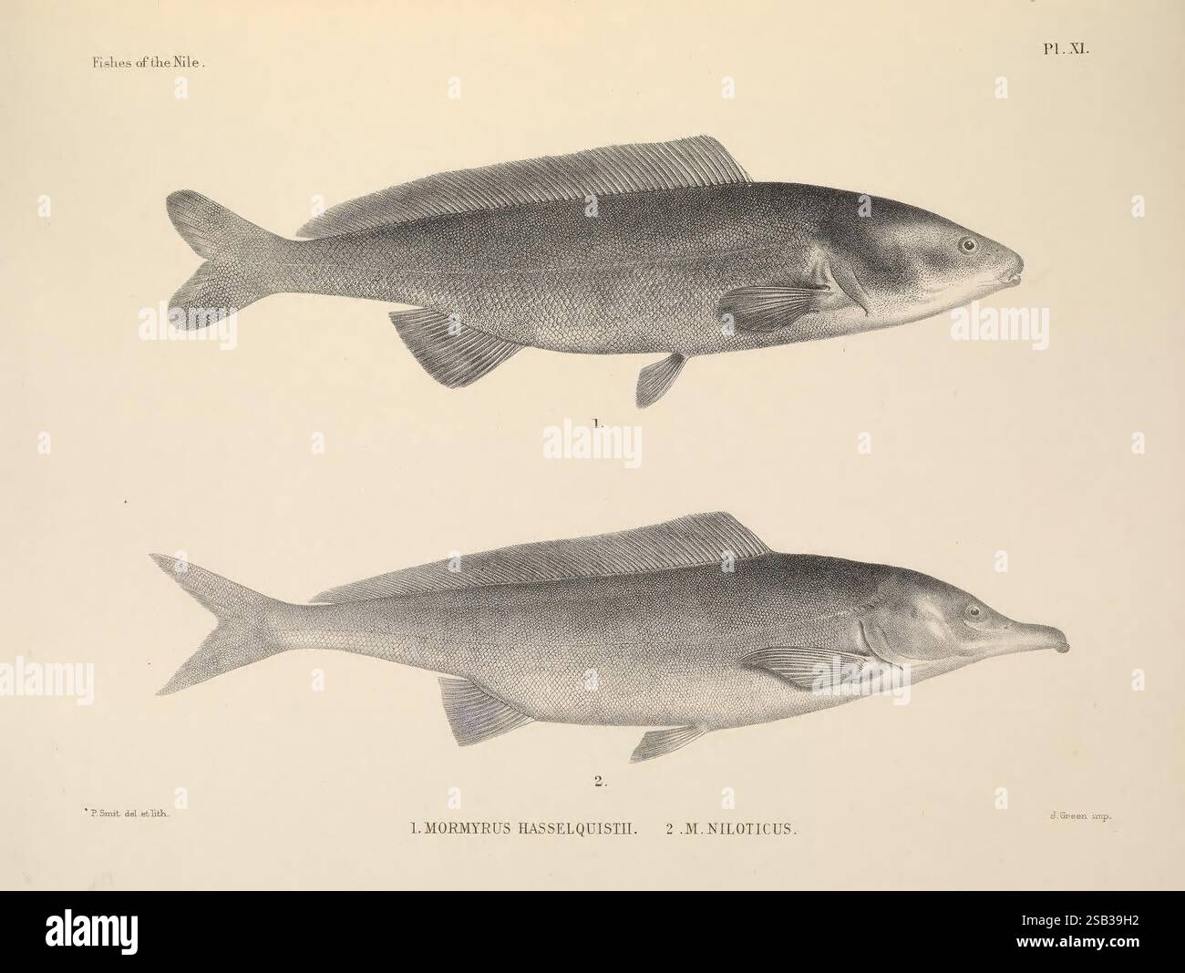 Mormyrus niloticus hi-res stock photography and images - Alamy